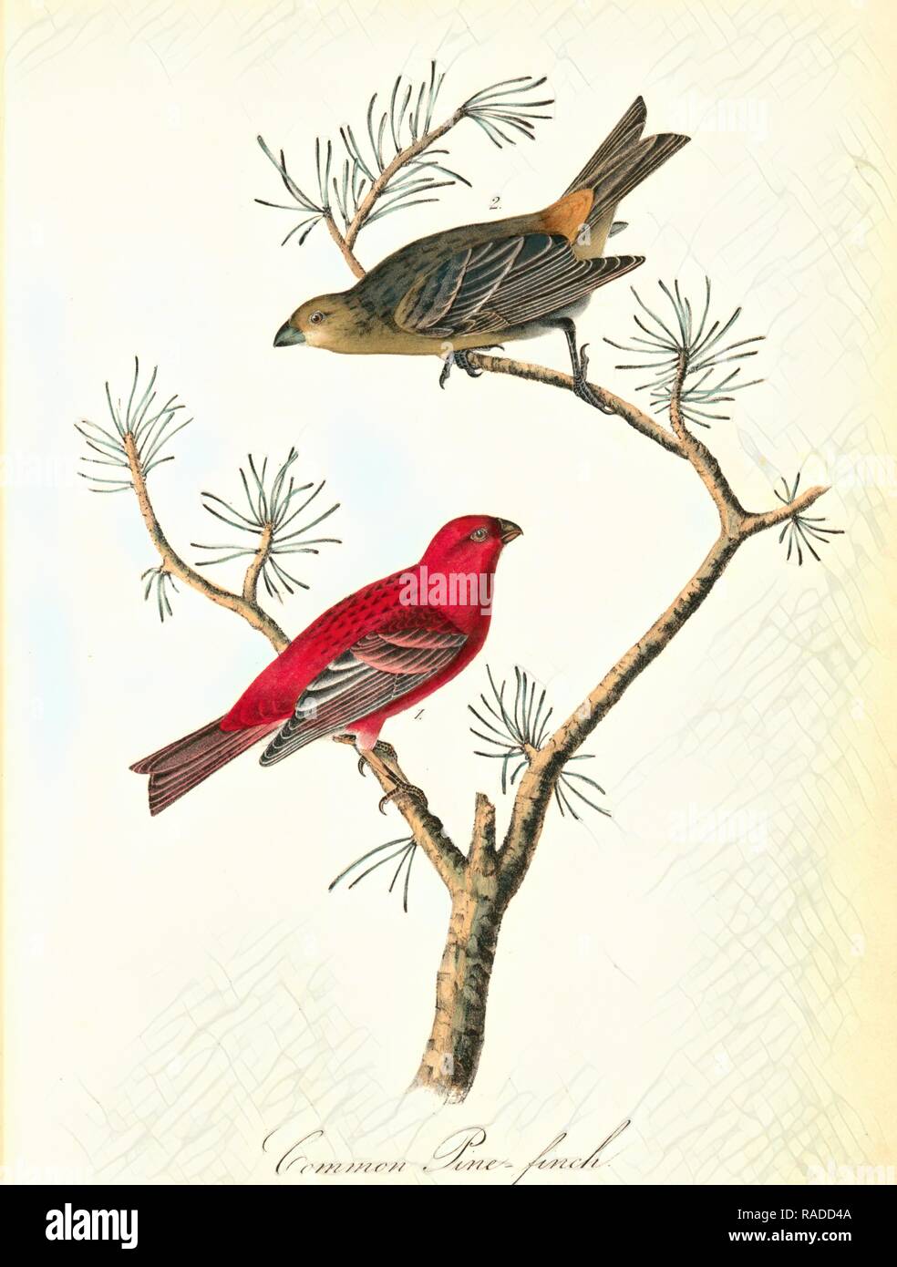 Common Pine-finch. 1. Male. 2. Female., Audubon, John James, 1785-1851 ...