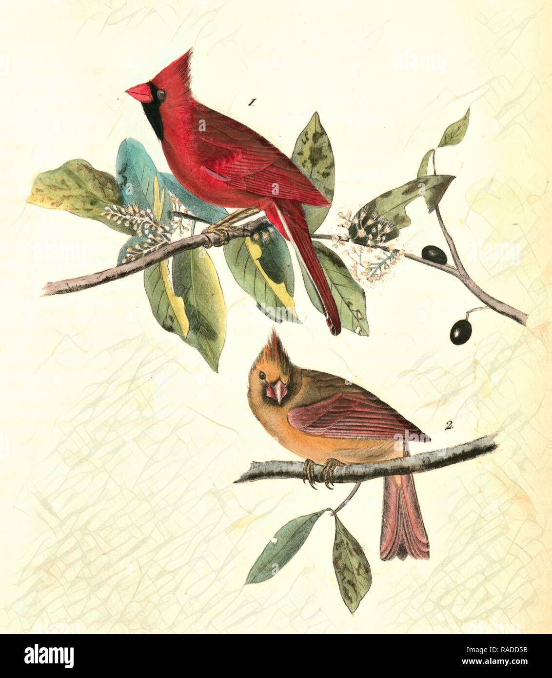 Common Cardinal Grosbeak. 1. Male. 2. Female. (Wild Almond Prunus ...