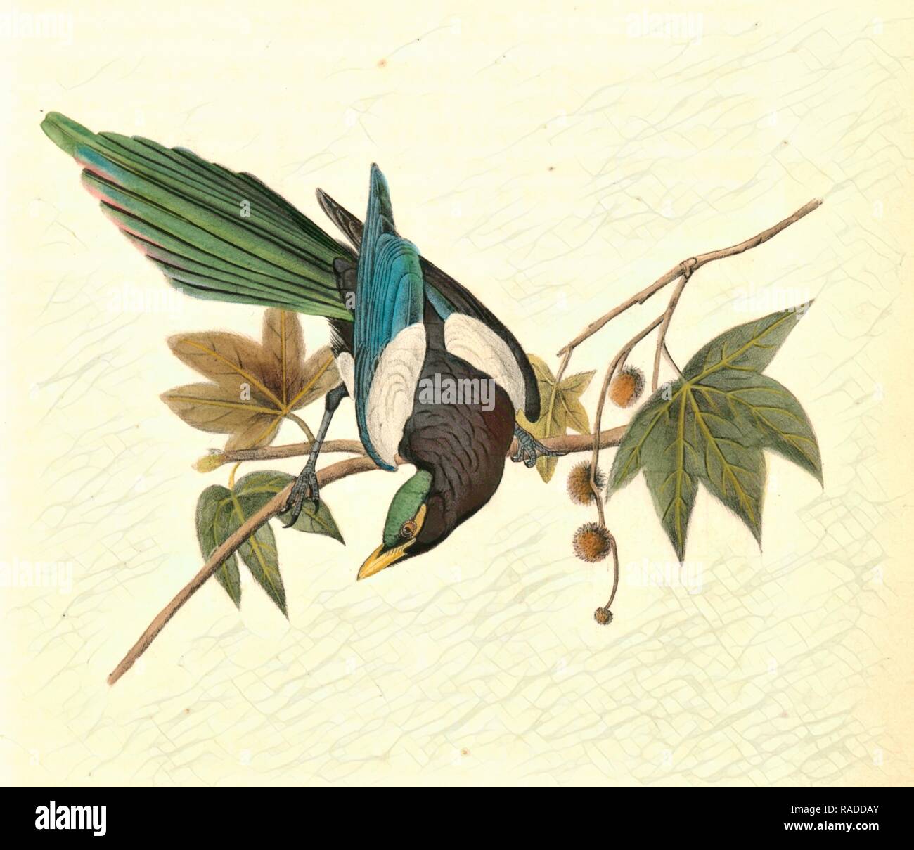 Yellow-billed Magpie. Male. (Plantanus), Audubon, John James, 1785-1851 ...