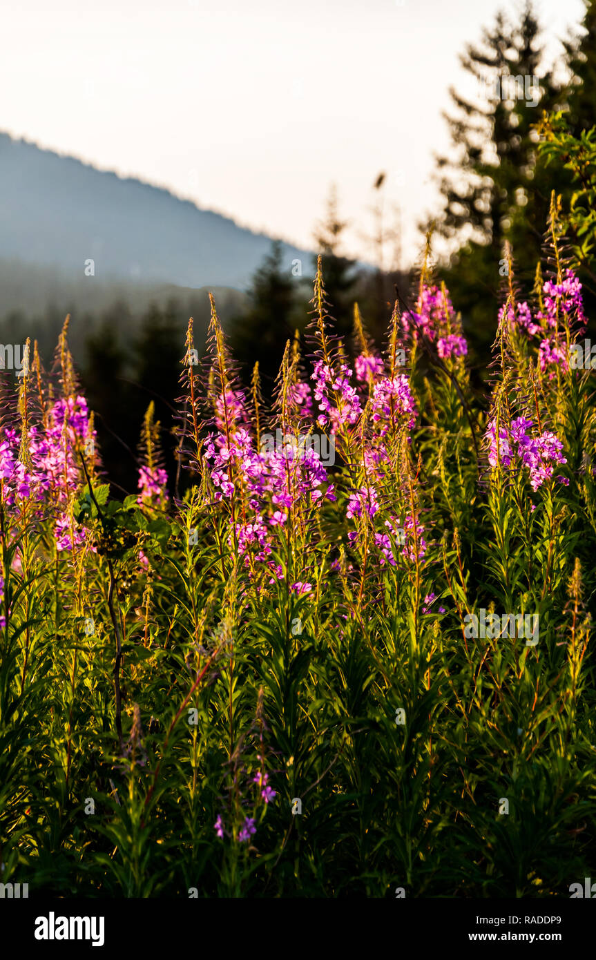 Purple flowers on the meadow during sunset time. Natural background ...