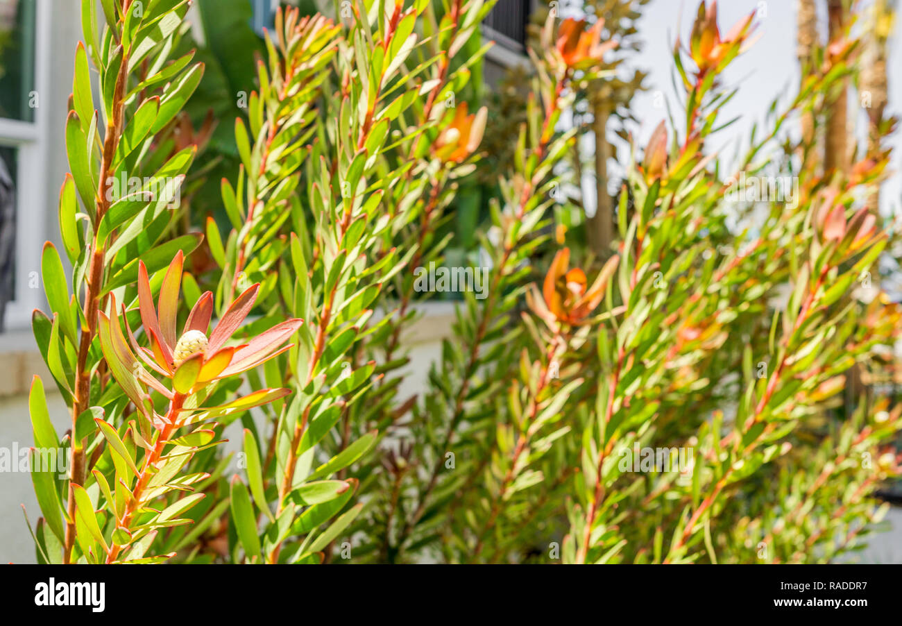 Planting flora hi-res stock photography and images - Alamy