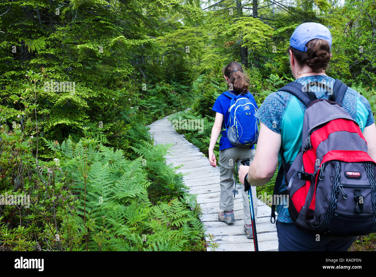 Woman and girl hiking boardwalk trail through old growth temperate rain ...