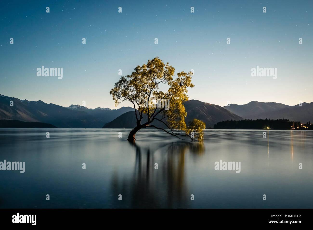 Wanaka tree night hi-res stock photography and images - Alamy