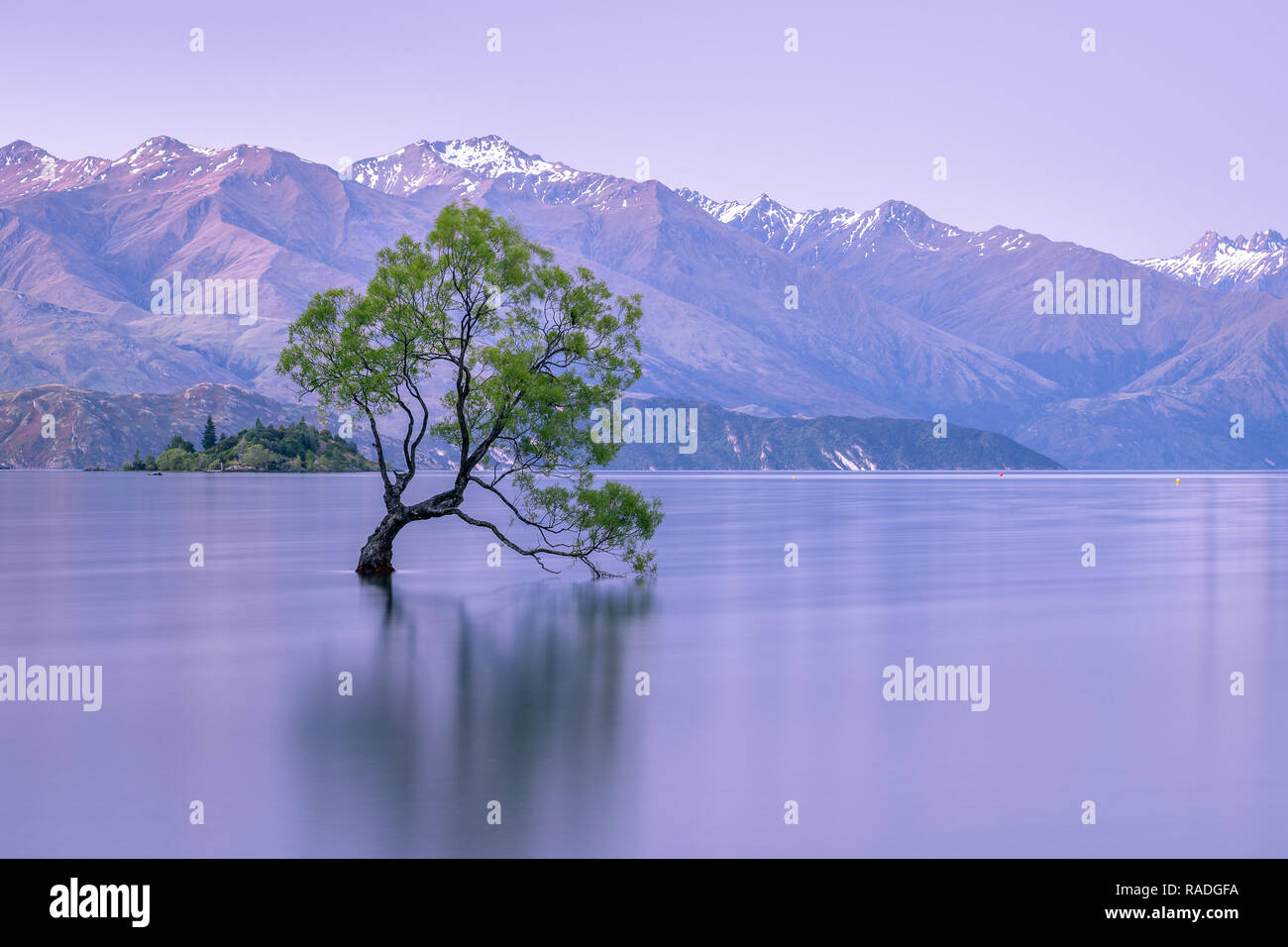 Wanaka tree night hi-res stock photography and images - Alamy