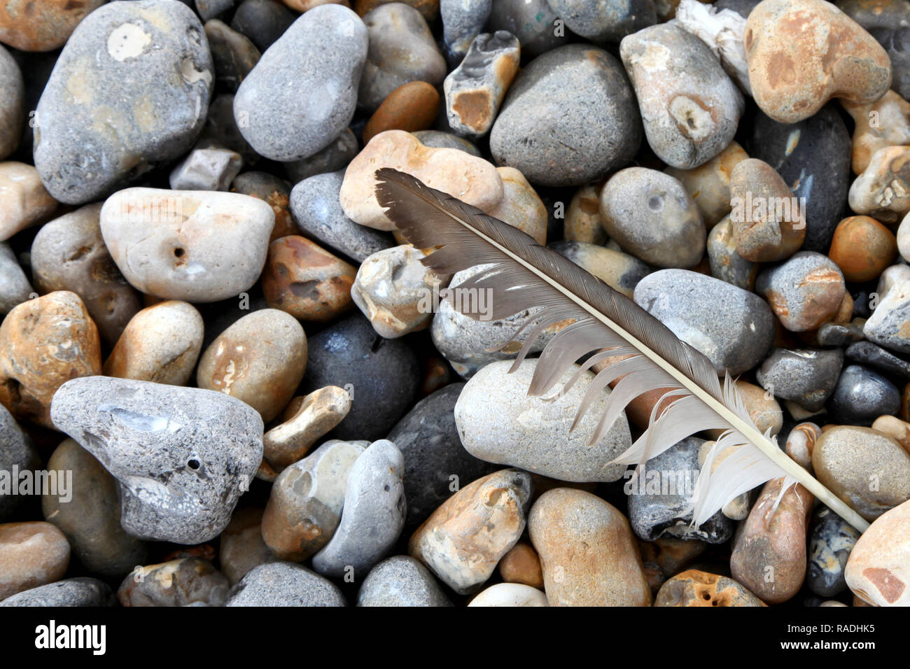 Feather on a pebble beach Stock Photo - Alamy