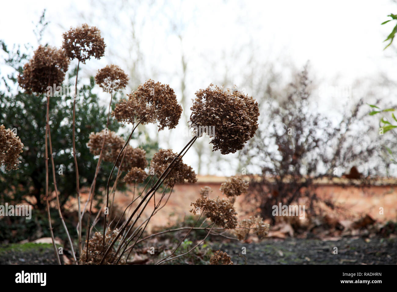 Dead hydrangea flowers in wintry setting Stock Photo - Alamy