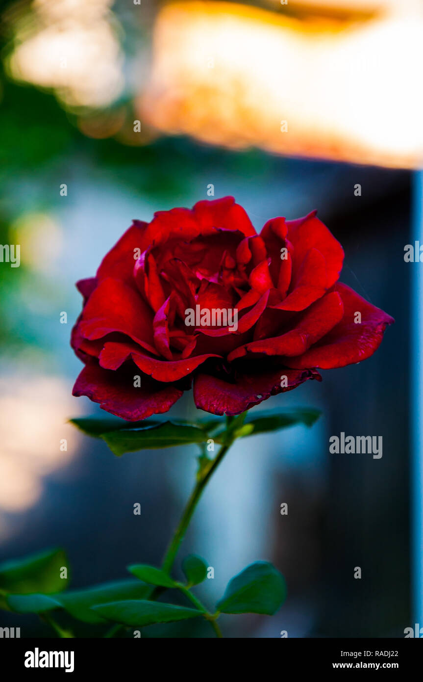 Red rose that is symbol of love growing in the garden Stock Photo - Alamy