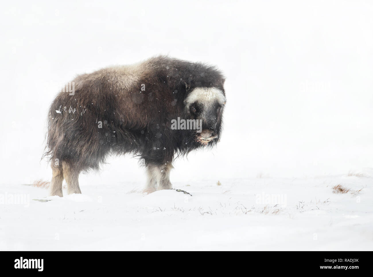 Close-up of juvenile Musk Ox in the falling snow, winter in Norway ...