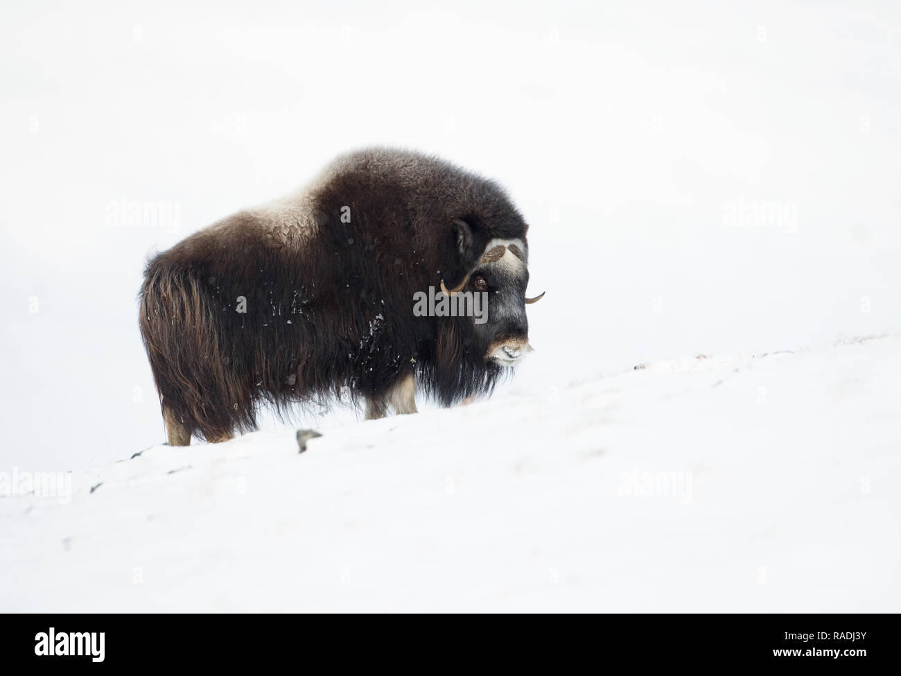 Muskox snow hi-res stock photography and images - Alamy