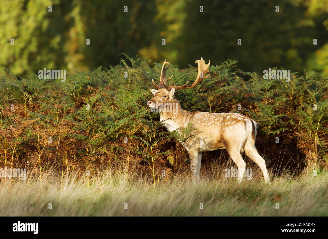 Fallow Deer standing by the fern plants, UK Stock Photo - Alamy