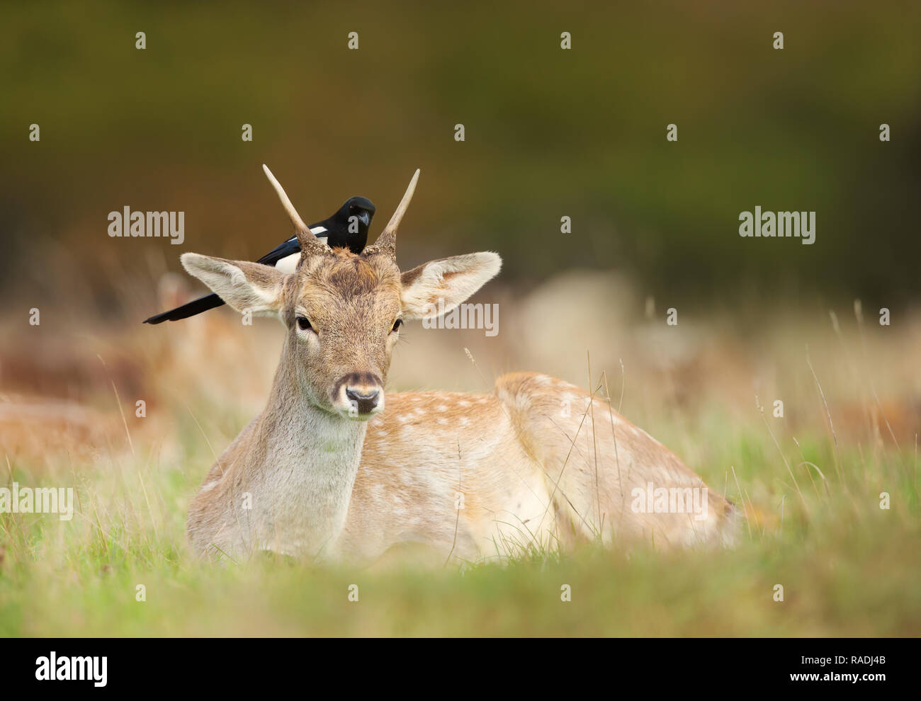 Male magpie hi-res stock photography and images - Alamy