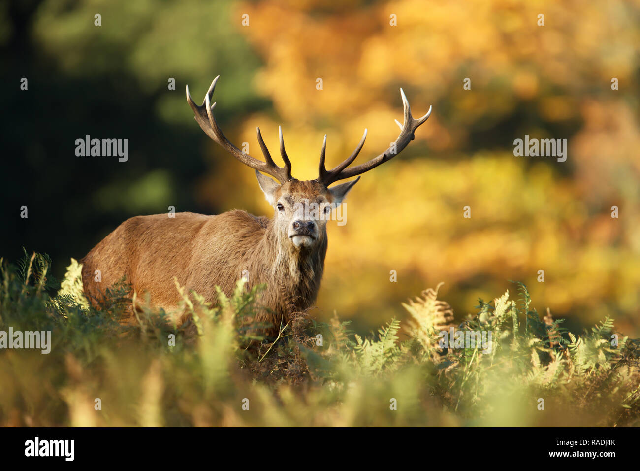 Colorful deer animal hi-res stock photography and images - Alamy