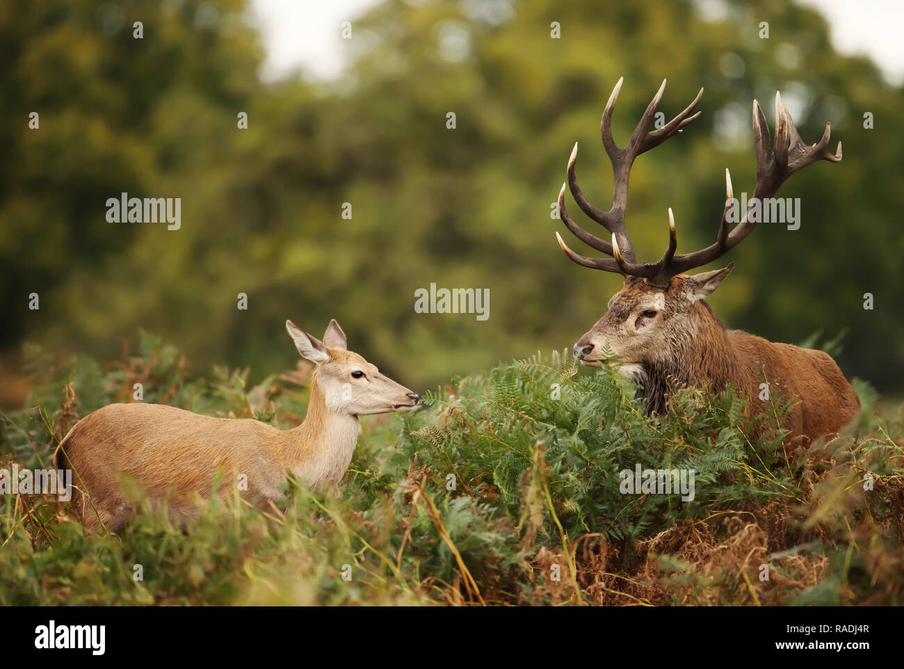 Red Deer stag standing by a hind in the field during rutting season, UK ...