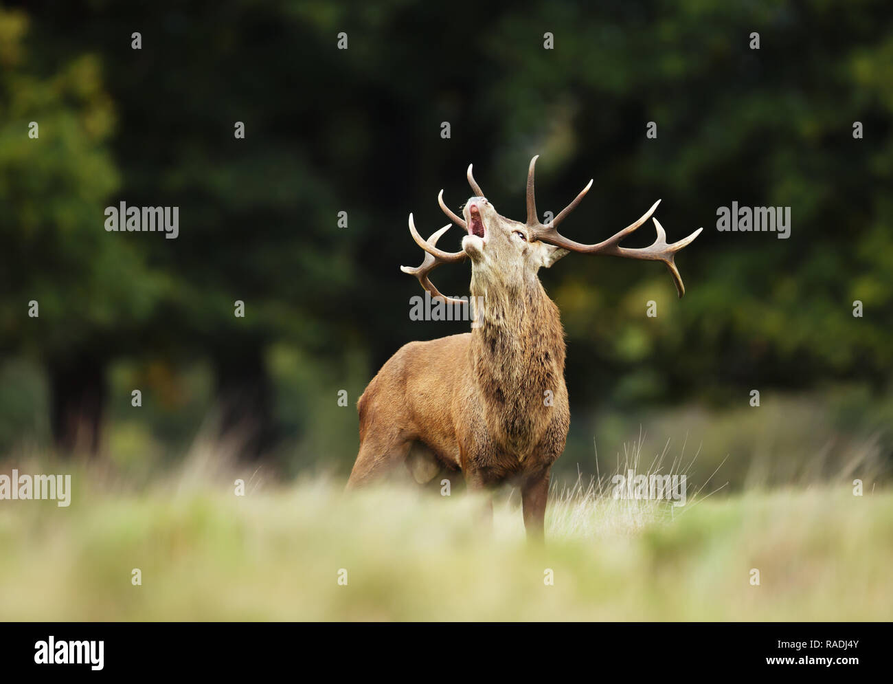 Red deer stag bellowing during mating season in autumn, UK Stock Photo ...