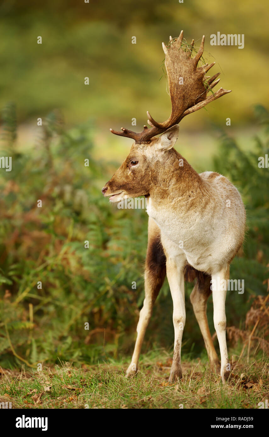 Deer mating hi-res stock photography and images - Alamy
