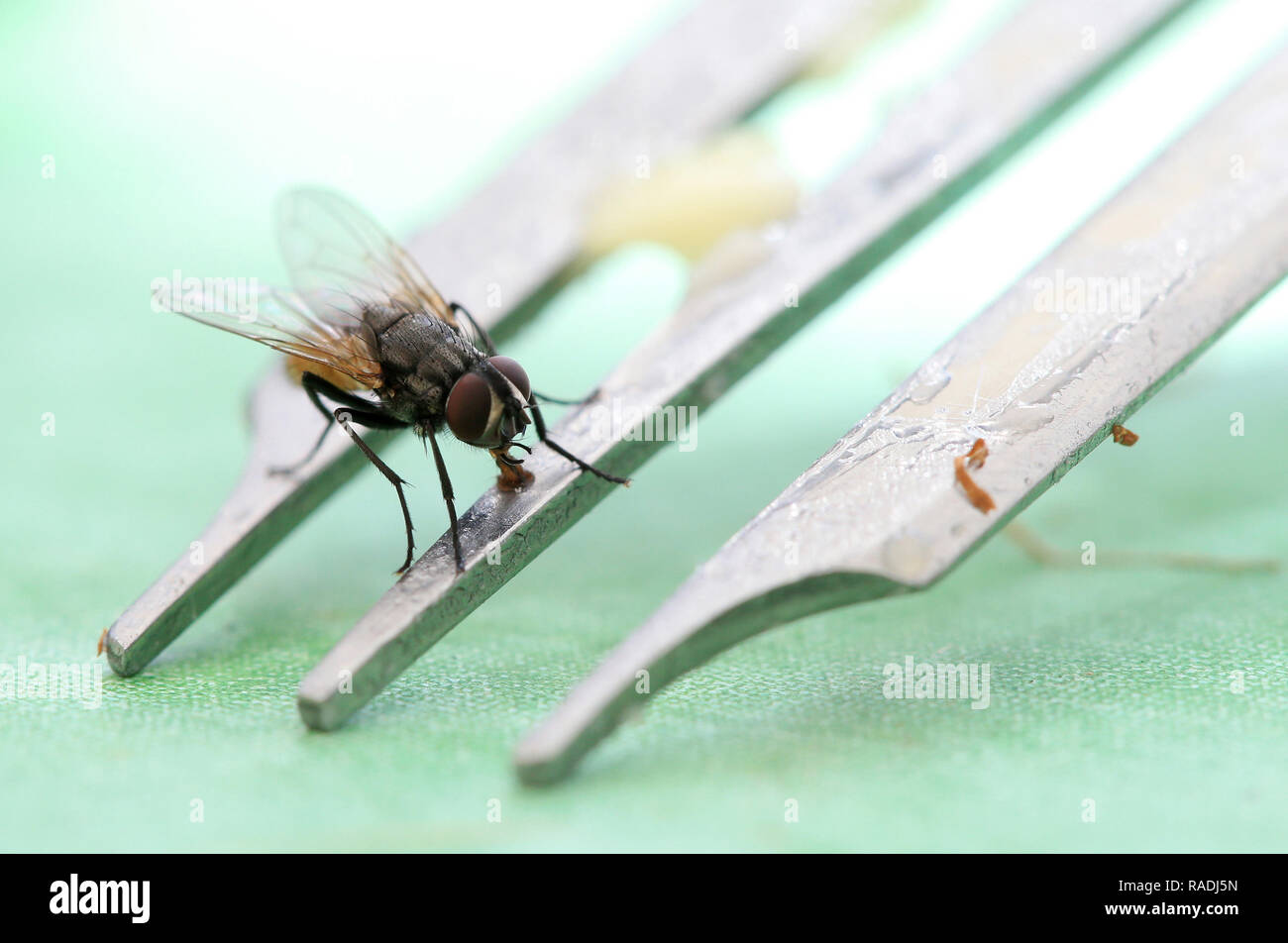 Fly eating leftover food on a fork Stock Photo - Alamy