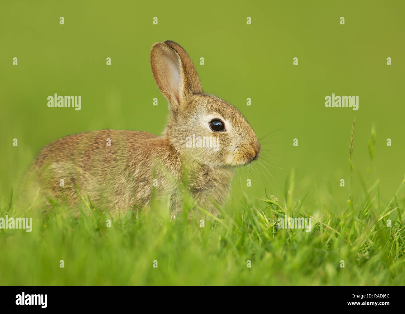 Portrait of a kitten a meadow hi-res stock photography and images - Alamy