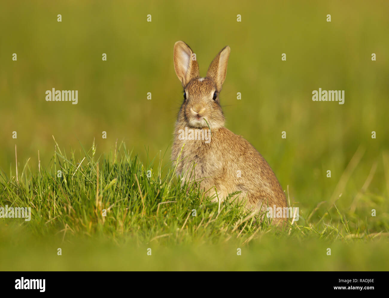Rabbit meadow uk hi-res stock photography and images - Alamy