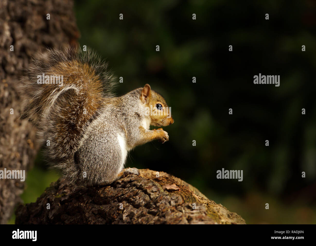 Squirrel sitting on a tree hi-res stock photography and images - Alamy