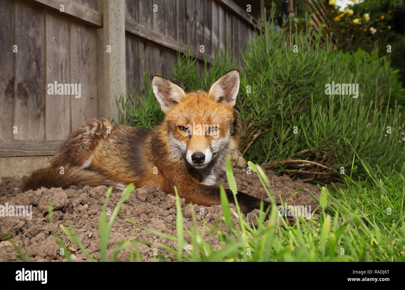 Red fox on fence hi-res stock photography and images - Alamy