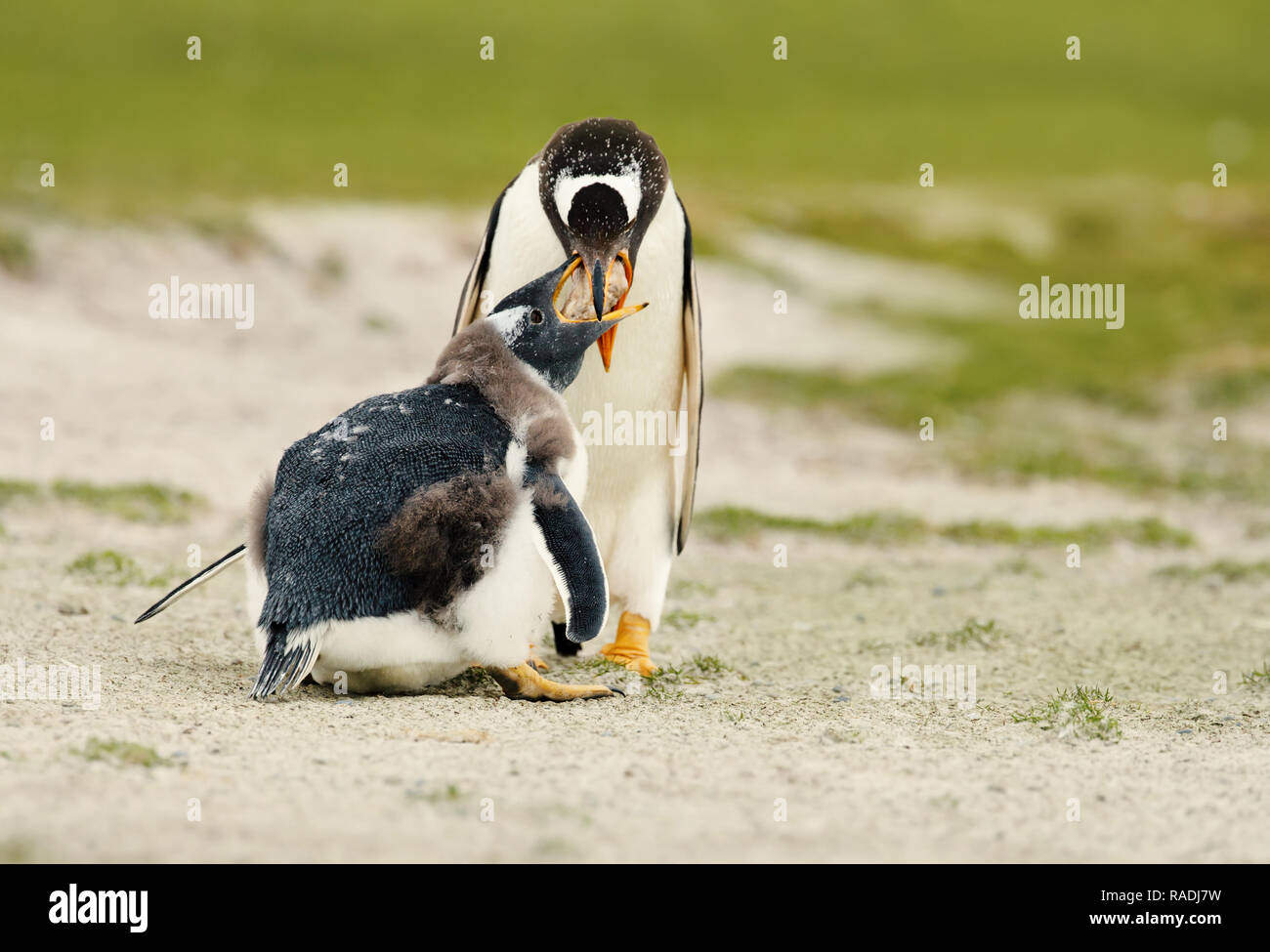 Regurgitated hi-res stock photography and images - Alamy