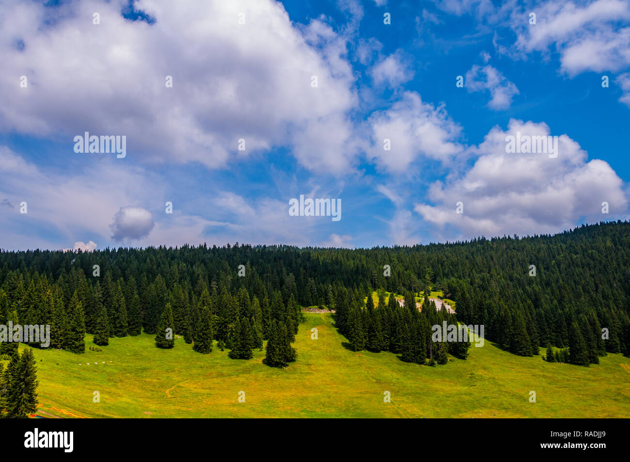 Igman mountain in Bosnia during the summer Stock Photo - Alamy