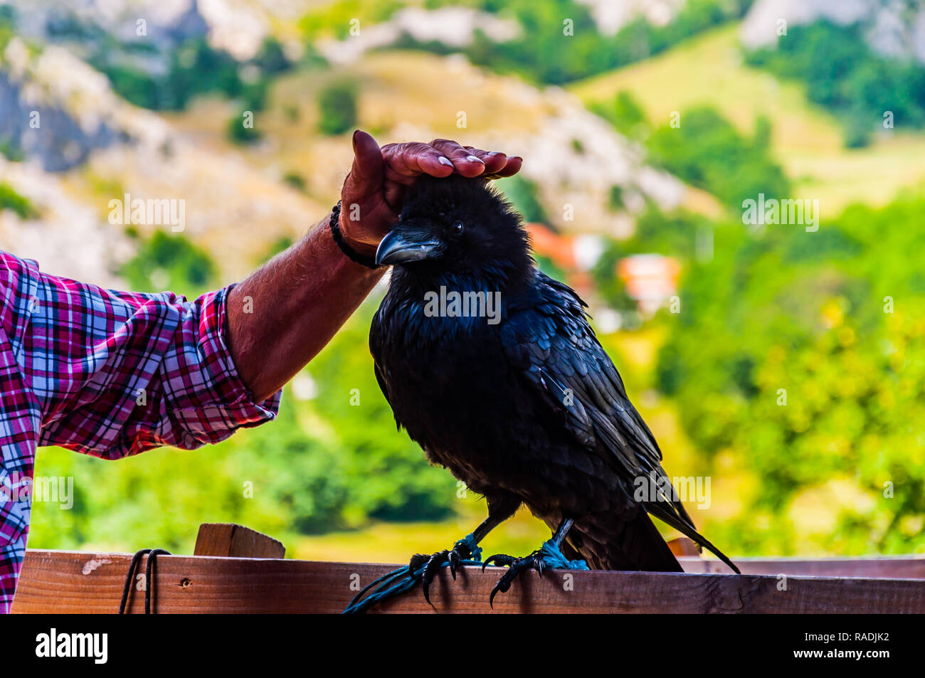 Man cuddling the raven while they are sitting on the bench Stock Photo ...