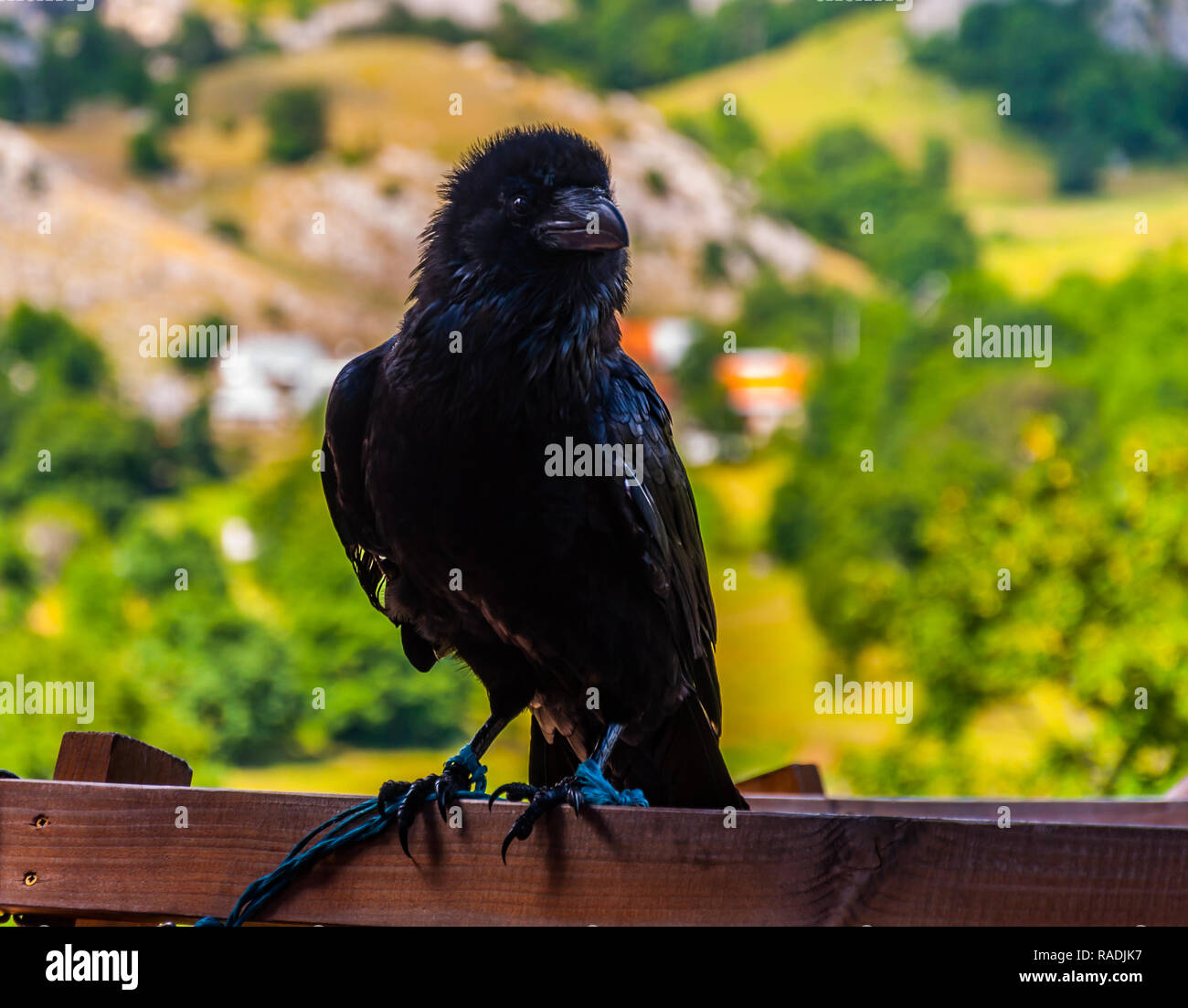 Raven standing on bench hi-res stock photography and images - Alamy