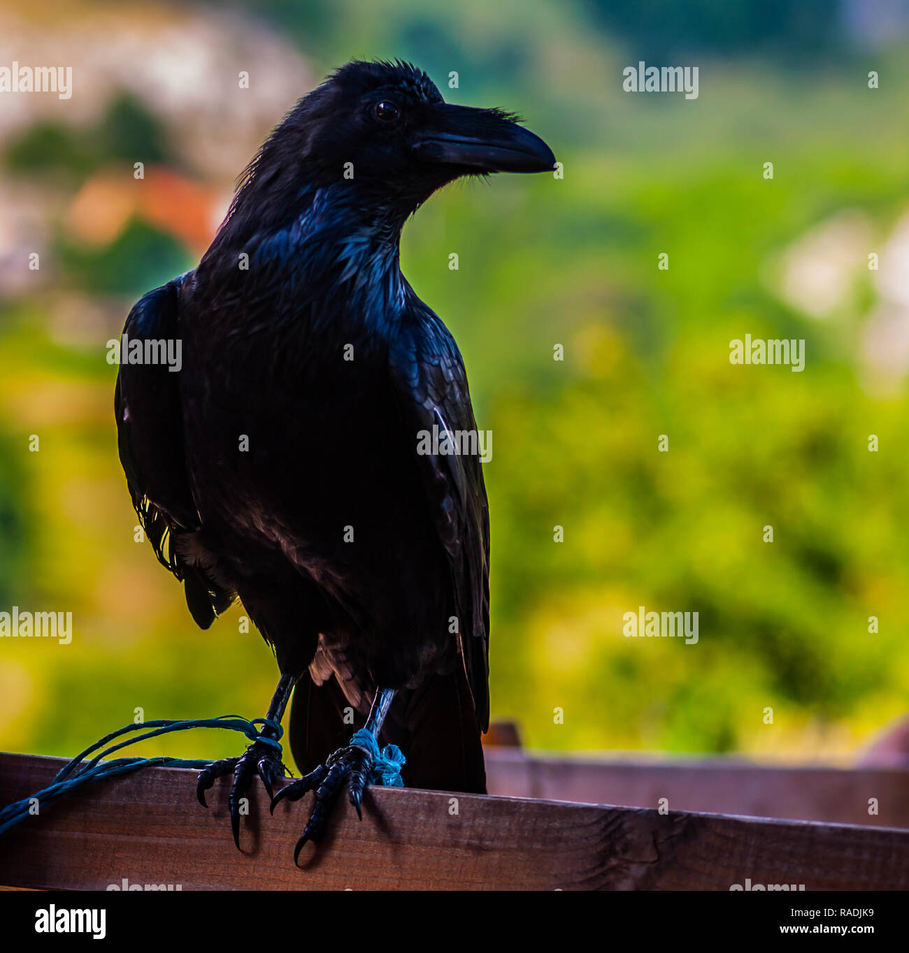 Raven standing on bench hi-res stock photography and images - Alamy