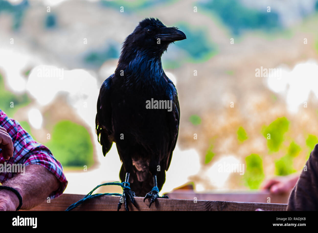 Raven standing on bench hi-res stock photography and images - Alamy
