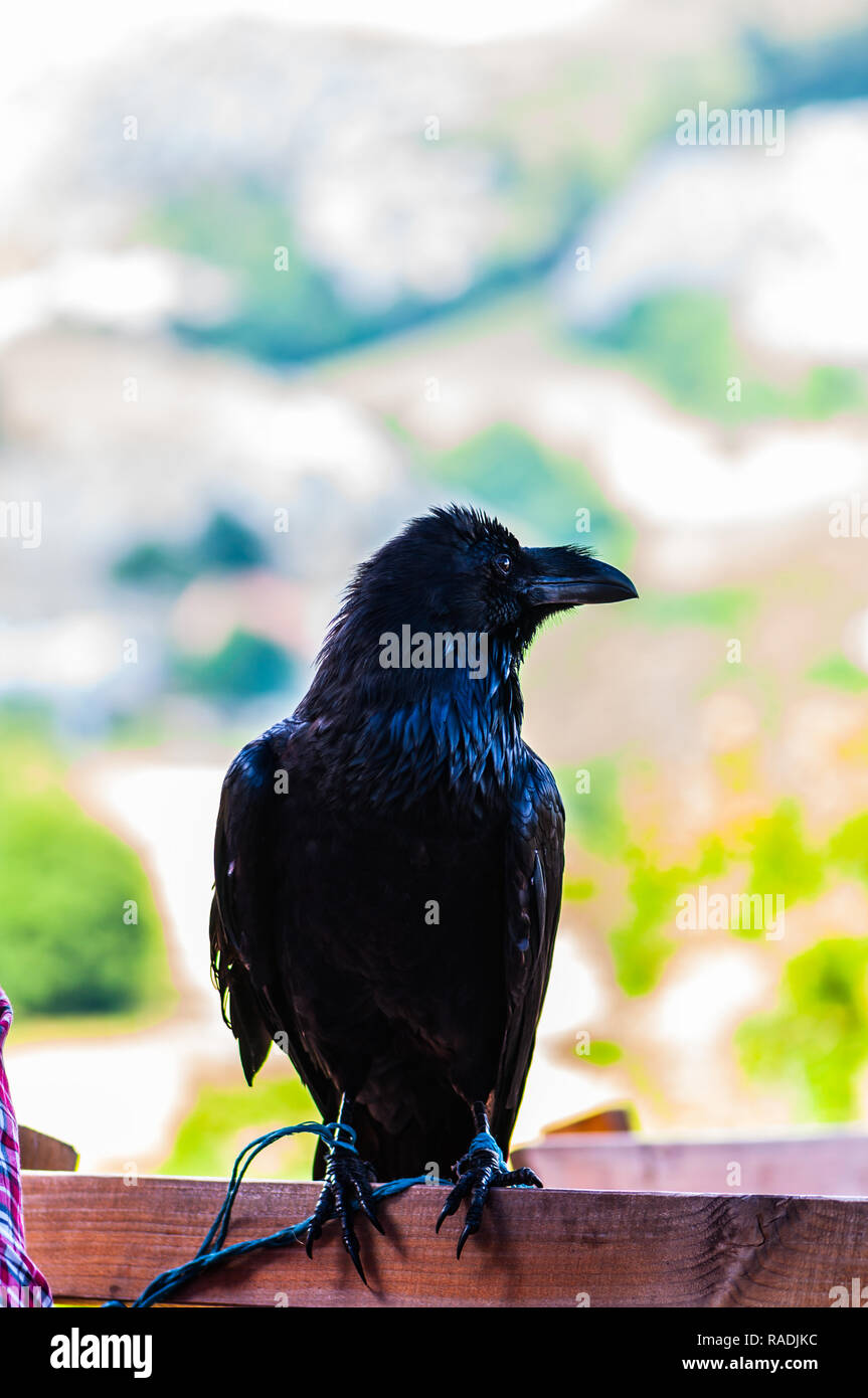 Raven standing on bench hi-res stock photography and images - Alamy