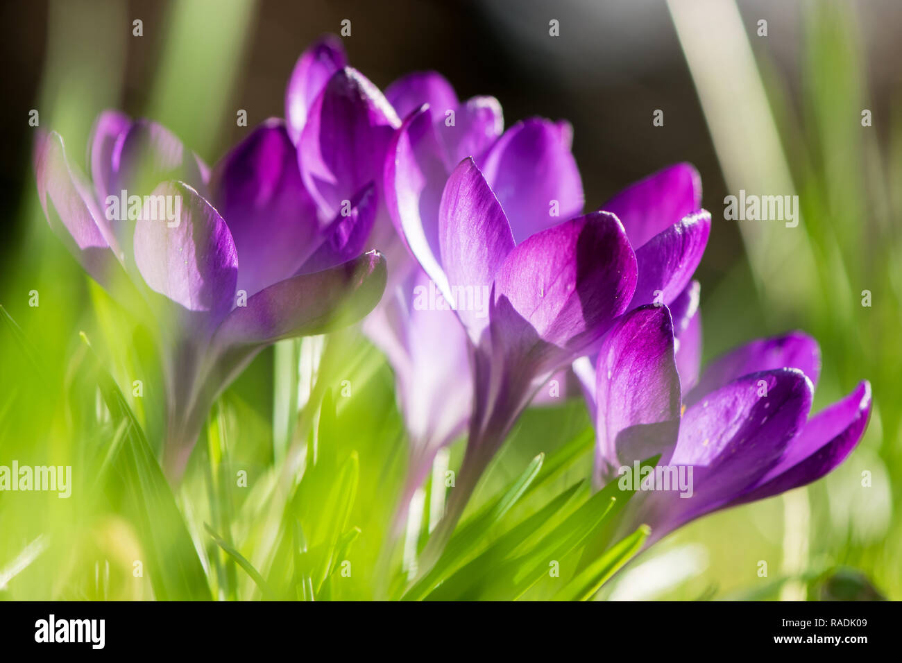 Crocus in sunlight hi-res stock photography and images - Alamy
