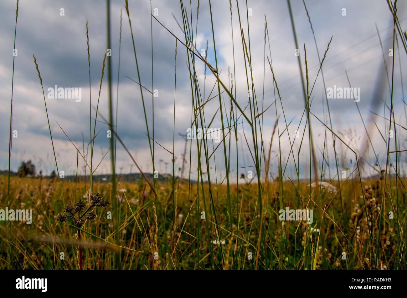 Grass on the huge field during the cloudy day Stock Photo - Alamy