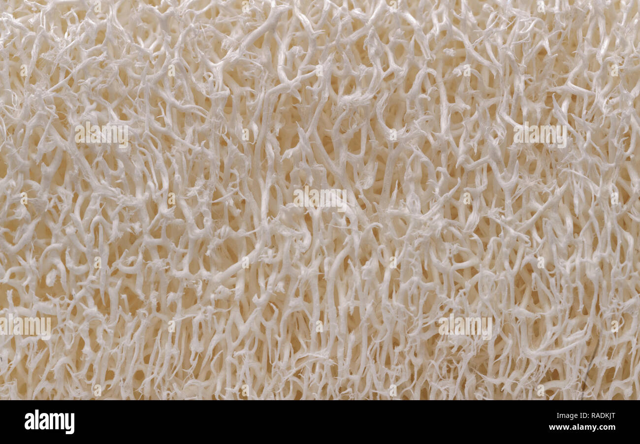Backgrounds and textures: natural sponge surface texture, organic ...