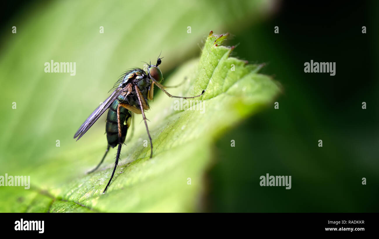 These Long-legged flies belong to the Dolichopus genera of which there ...