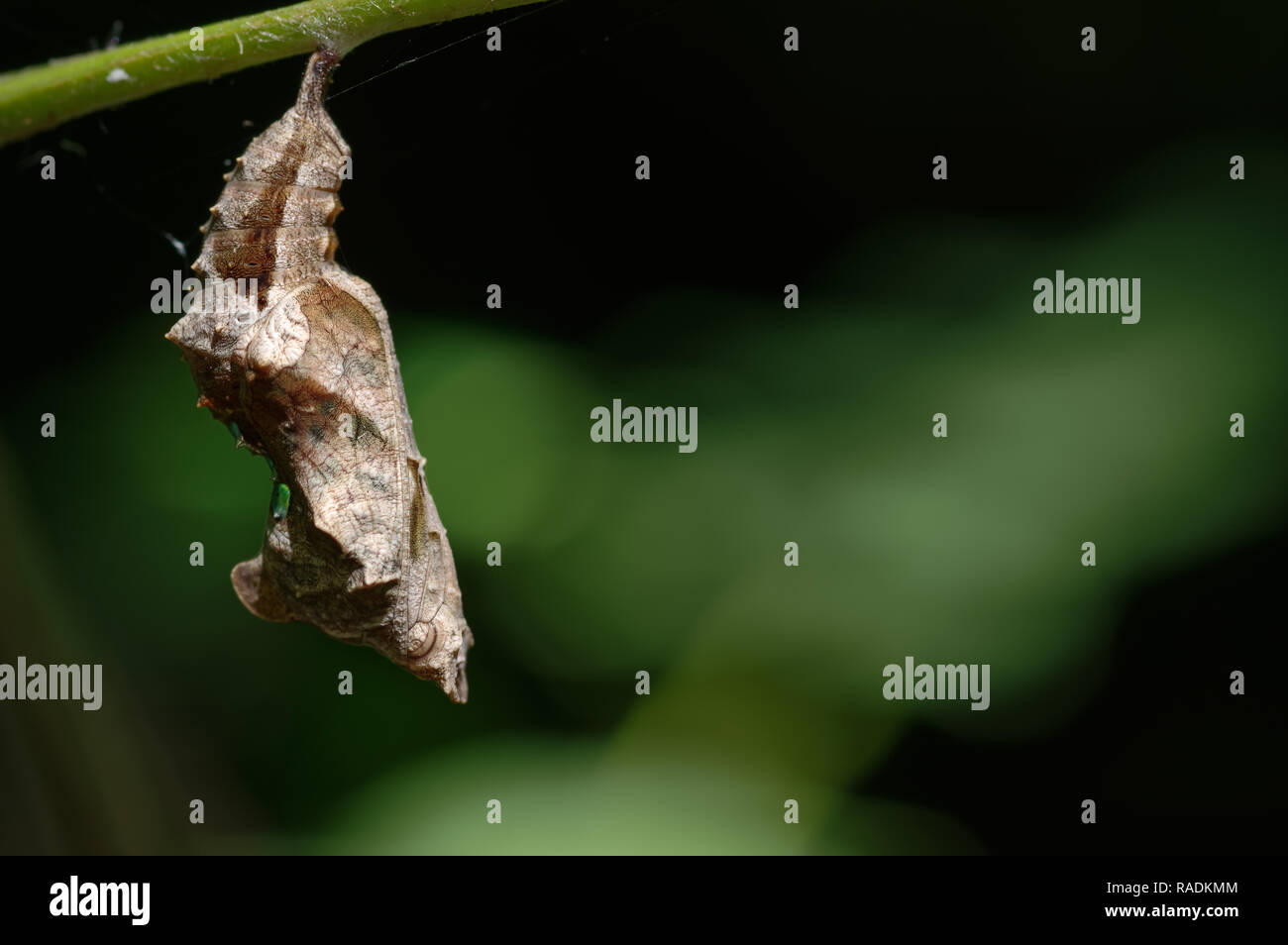 The pupa of a Comma Butterfly hangs below a twig from a tree in ...