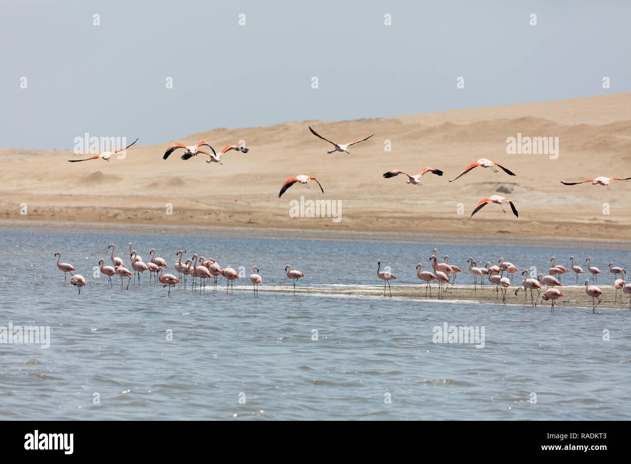 Flamingos chilenos in National reserve of Paracas, Peru Stock Photo - Alamy
