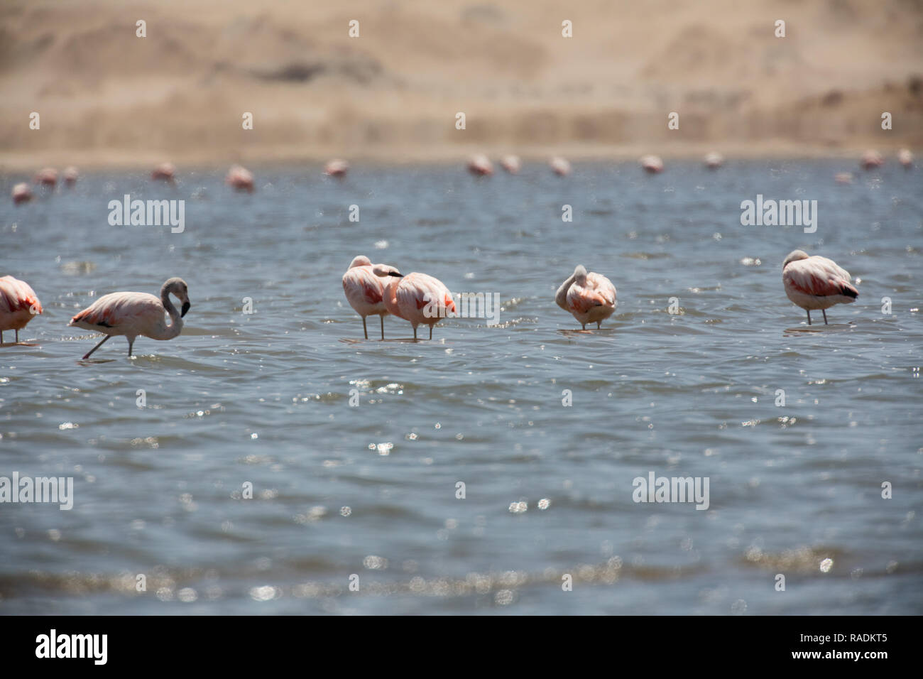 Flamingos chilenos in National reserve of Paracas, Peru Stock Photo - Alamy