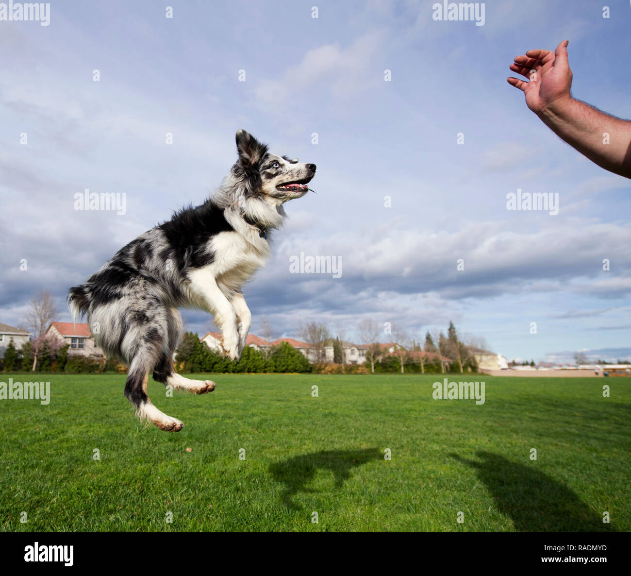 How High Can An Australian Shepherd Jump