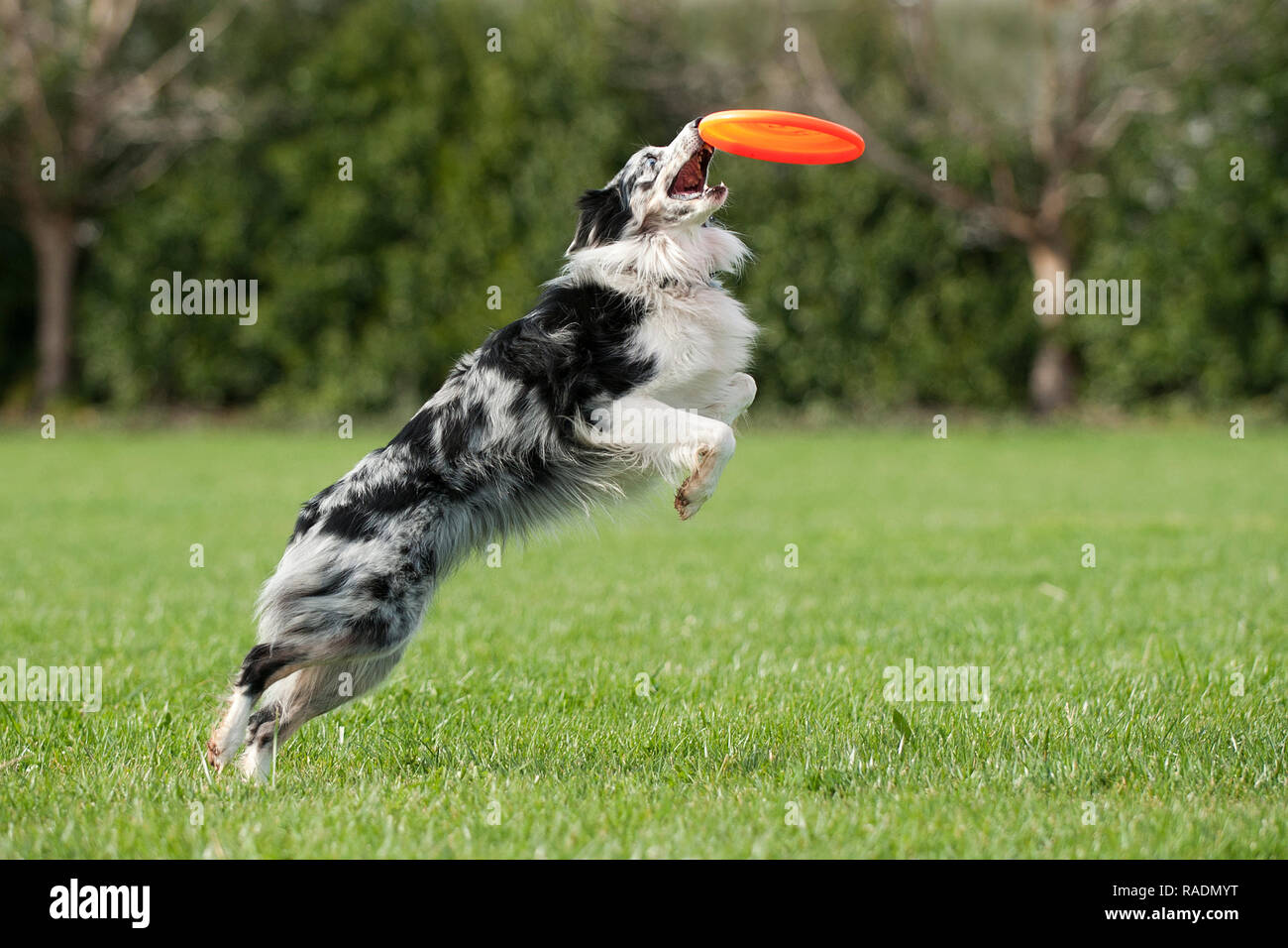 Dog catching frisbee hi-res stock photography and images - Alamy