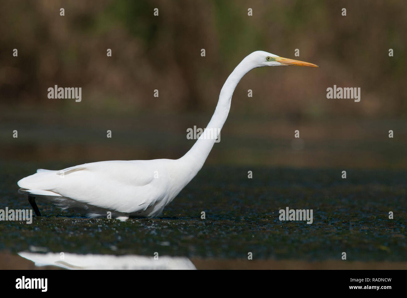 Airone bianco uccello hi-res stock photography and images - Alamy