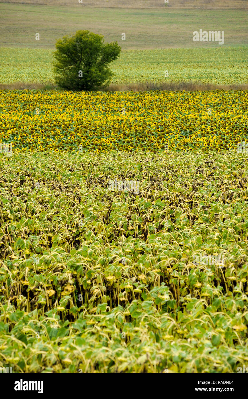 Ukraine sunflower fields hi-res stock photography and images - Alamy