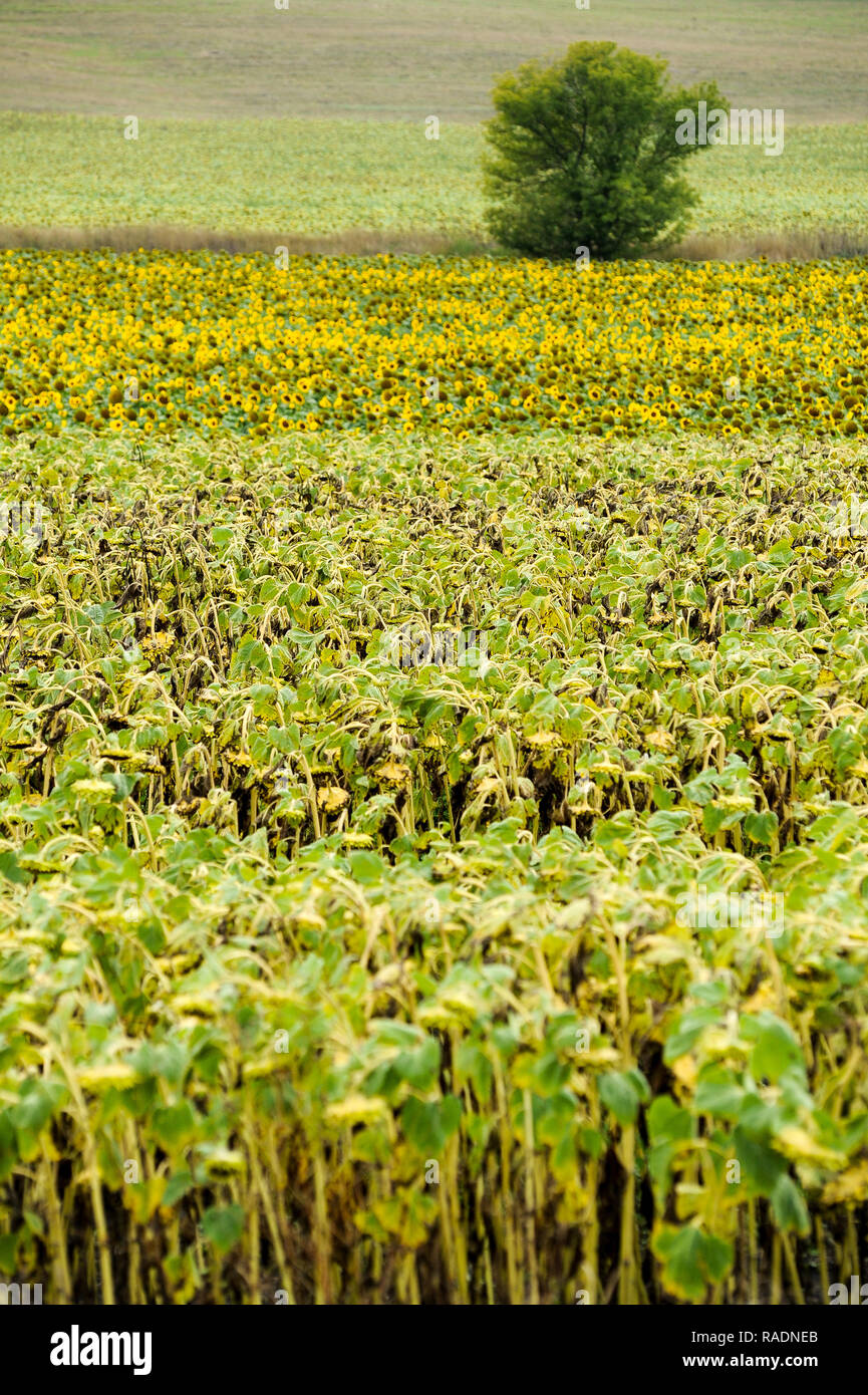 Ukraine sunflower fields hi-res stock photography and images - Alamy