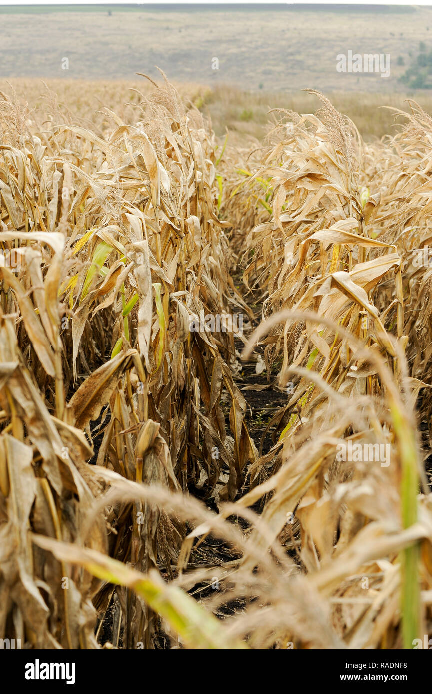 Corn farm 2008 hi-res stock photography and images - Alamy