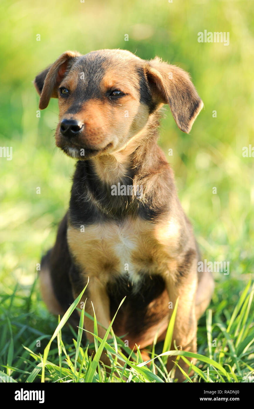 Ukrainian dog hi-res stock photography and images - Alamy
