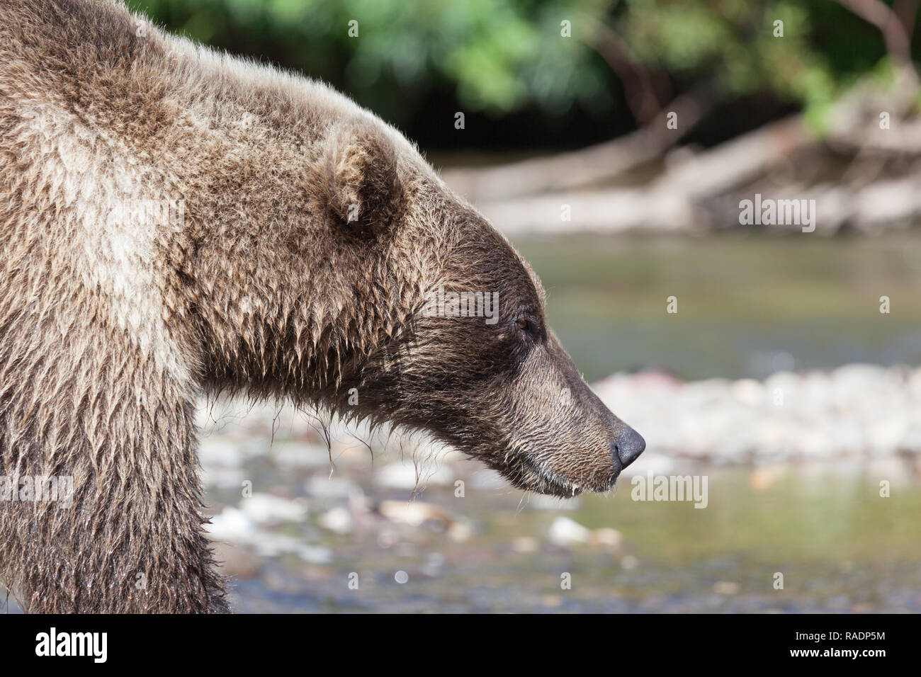 Close up grizzly bear hi-res stock photography and images - Alamy