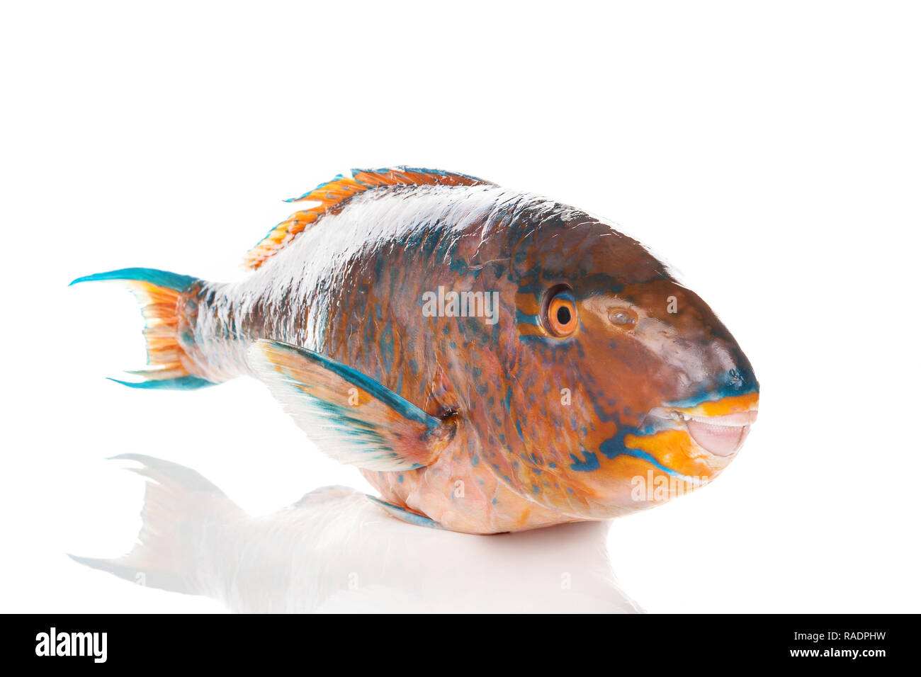 Fresh colourfull Parrotfish isolated on white background. Delicious ...