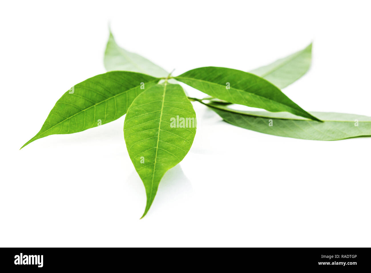 Fresh rubber tree leaves isolated on white background Stock Photo - Alamy