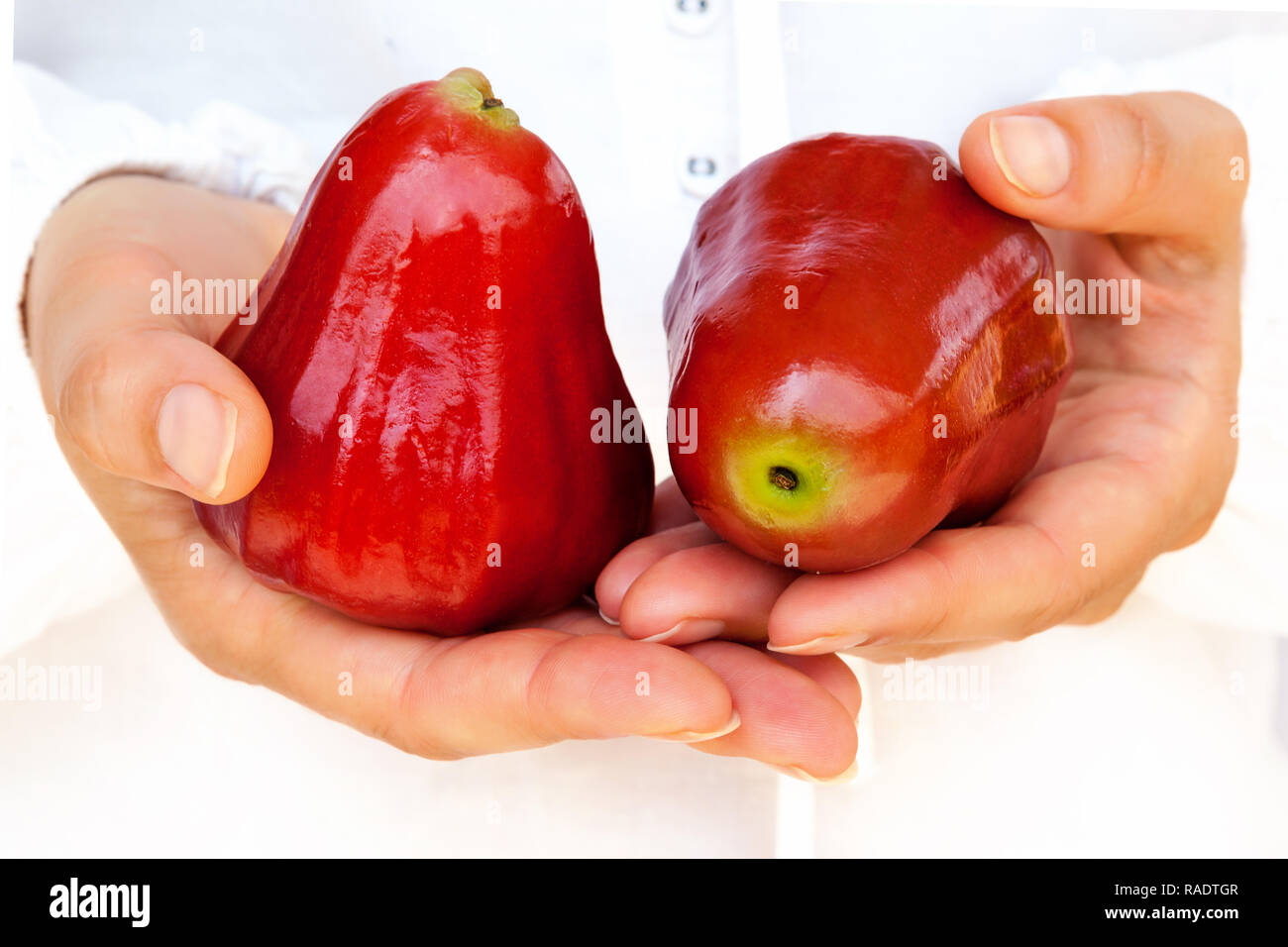 Rose apples or chomphu in woman hands . Thailand apple fruit concept ...