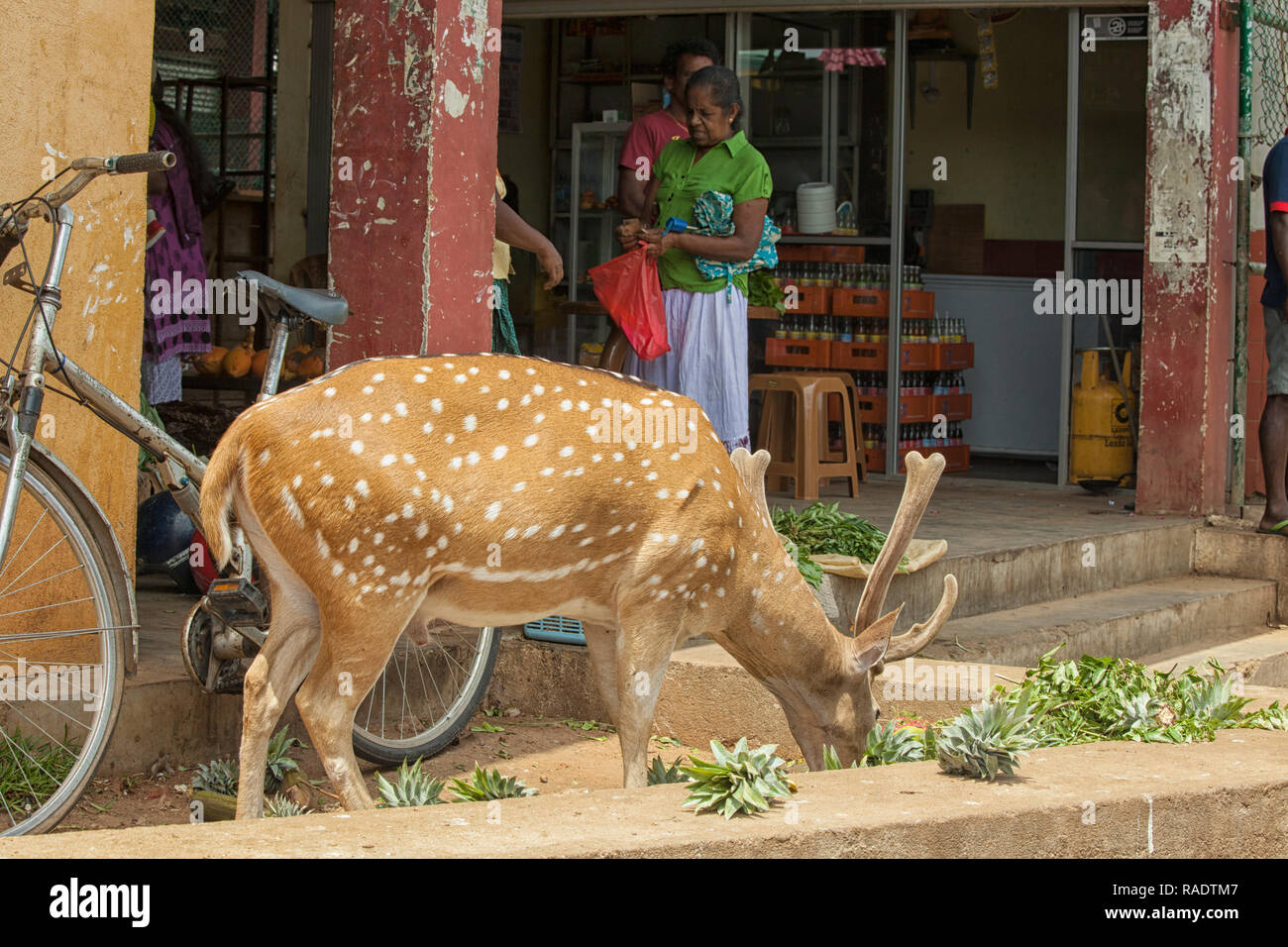 Spotted deer in streets of Trincomalee, Sri Lanka Stock Photo - Alamy